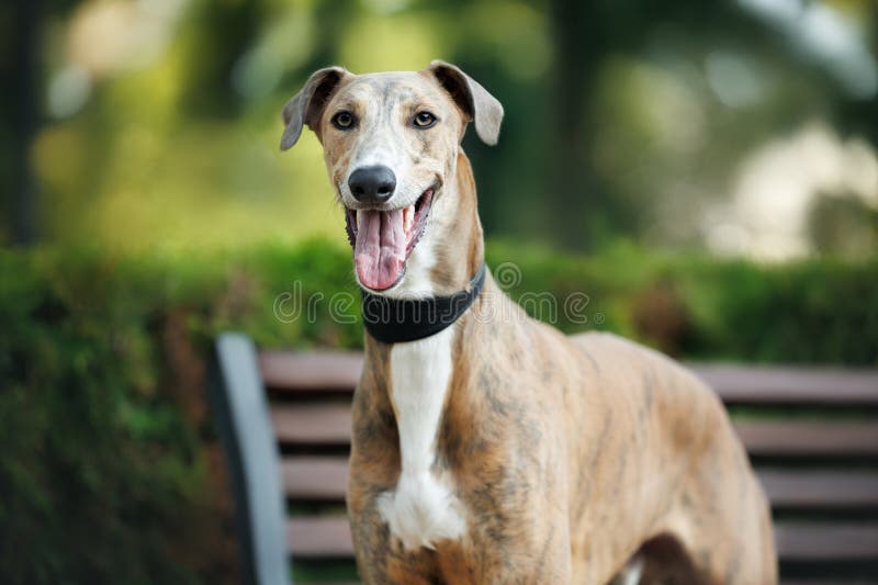Cute Greyhound Dog Portrait in the Park in Summer Stock Photo - Image ...