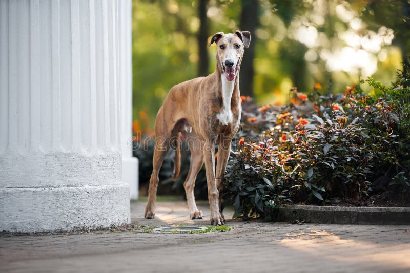Cute Greyhound Dog Posing in the Park in Summer Stock Photo - Image of ...