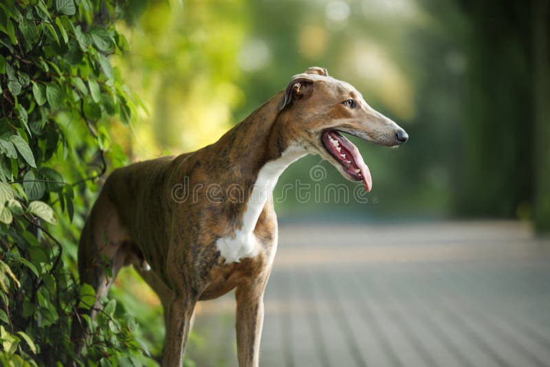 Cute Greyhound Dog Profile Portrait Outdoors in Summer Stock Photo ...