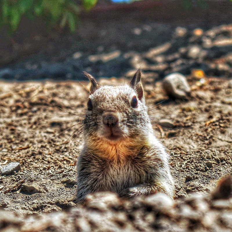 Cute Ground Squirrels Wild Park Animals Stock Image - Image of park ...