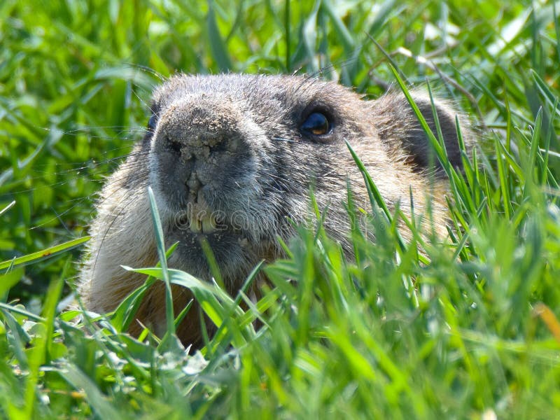 Cute groundhog stock image. Image of nibble, groundhog - 85165797