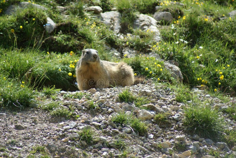 Cute Groundhog Looking Around in a Mountain Field Stock Image - Image ...