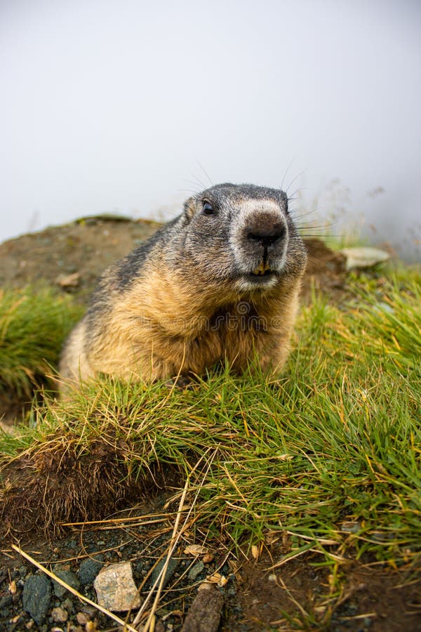 Cute Groundhog Looking at the Camera with His Teeth Bared Stock Photo ...