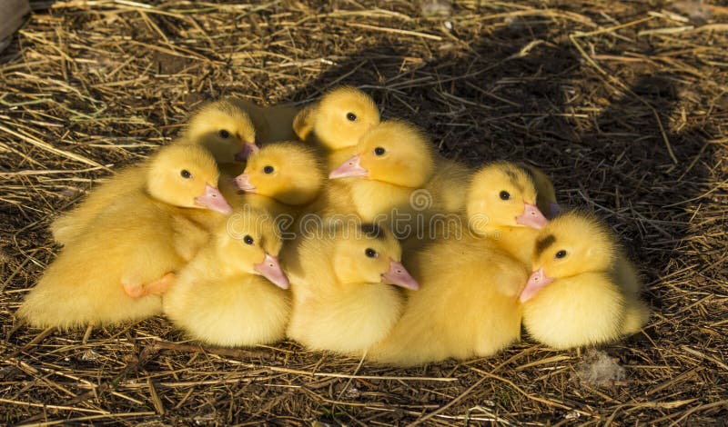 Cute Group of Baby Duckling Relaxing Stock Image - Image of group, beak ...