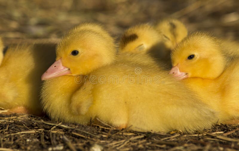 Cute Group of Baby Duckling Relaxing Stock Image - Image of duckling ...