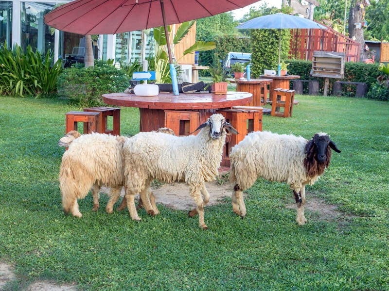 Group of Sheep Natural Nature Wallpaper Stock Photo - Image of sheep ...