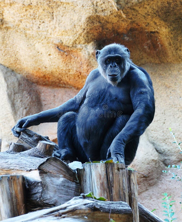 Apes and monkeys stock photo. Image of sohn, berlin, mammals - 5238406