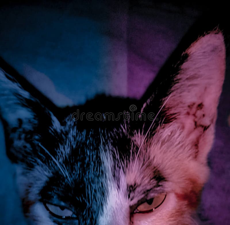 Cute grum stock photo. Image of animals, cute, grum - 261935930