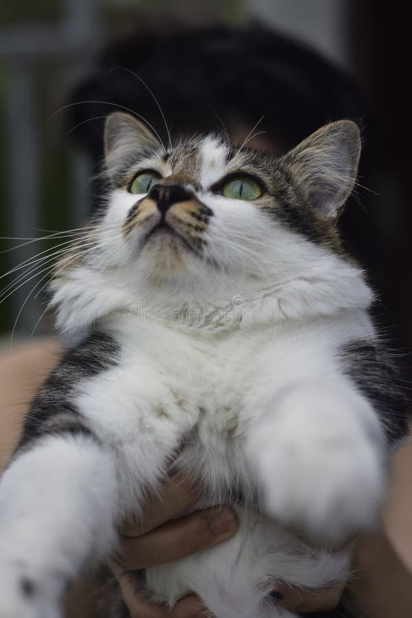 A cute but grumpy cat stock image. Image of white, grey - 170263531