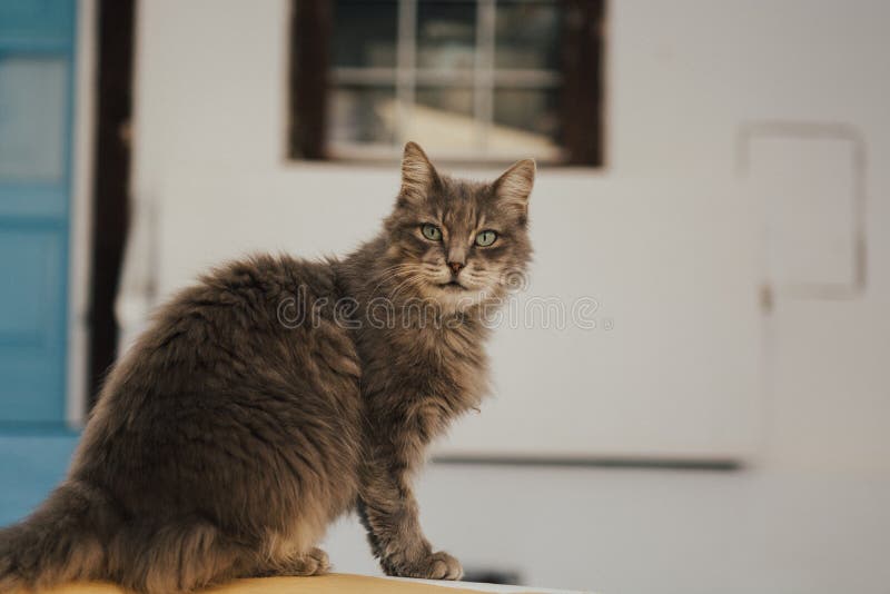 Cute Grumpy Looking Cat Sitting Outdoors Stock Image - Image of pets ...