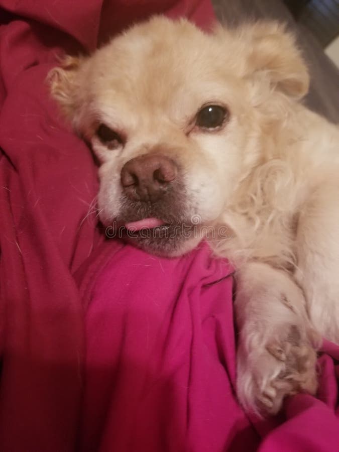 470 Grumpy Dog Photos - Free & Royalty-Free Stock Photos from Dreamstime