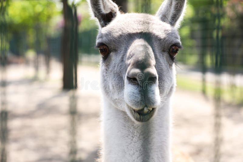 Cute Guanaco at Zoo on Sunny Day, Closeup Stock Image - Image of ...