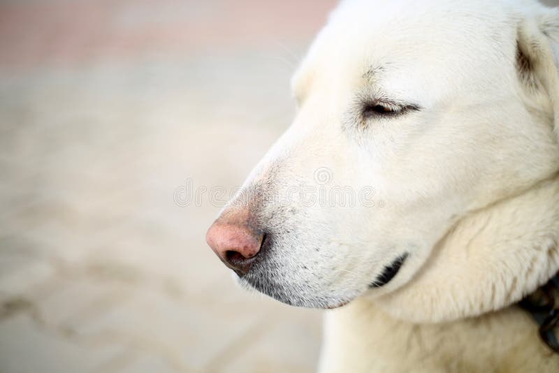 Cute Guard Dog Poses, Purebred Dog. Stock Photo - Image of farming ...