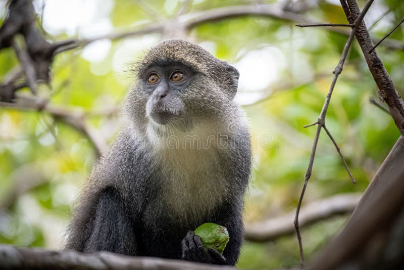 Cute Guenon Monkey on a Tree Branch in Closeup Stock Image - Image of ...