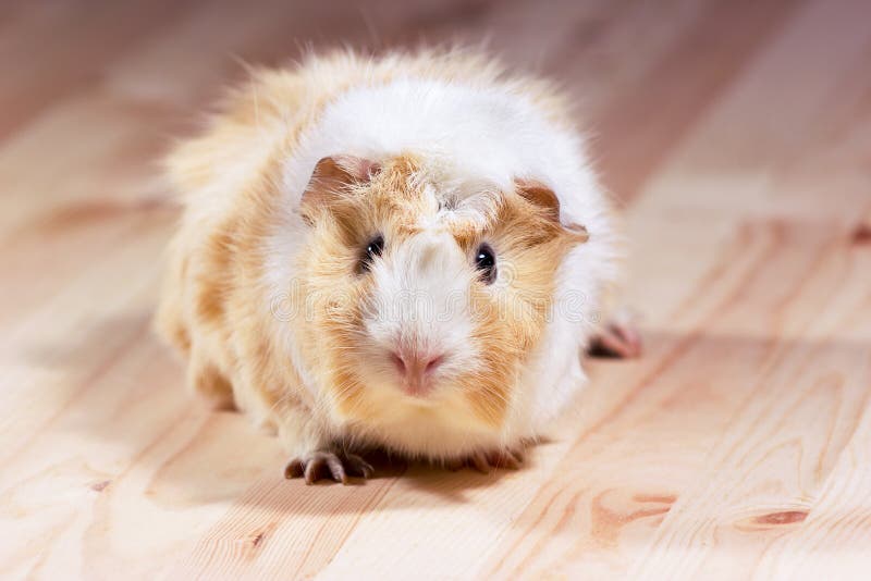 Brindle Guinea Pig Stock Photos - Free & Royalty-Free Stock Photos from ...
