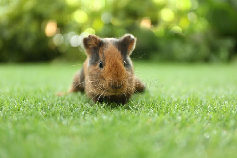 Cute Guinea Pig on Grass in Park Stock Photo - Image of bokeh, hamster ...