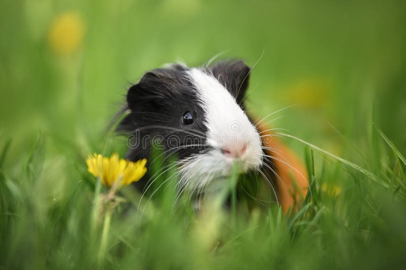 Cute Guinea Pig Portrait Outdoors in Summer Stock Image - Image of ...