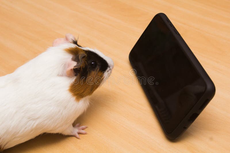 Cute Guinea Pig on a Wooden Surface Watching a Cell Phone. Stock Photo ...