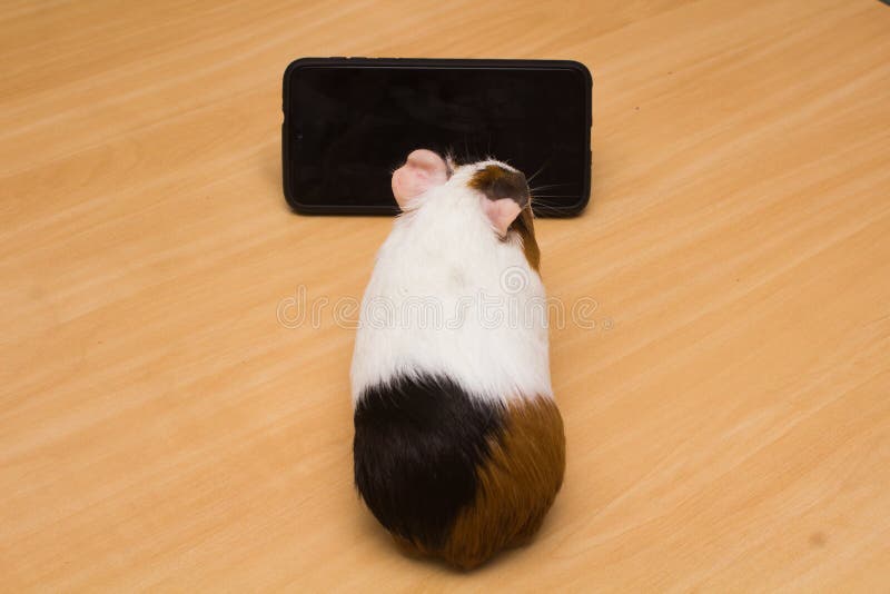 263 Pig Cell Phone Stock Photos - Free & Royalty-Free Stock Photos from ...