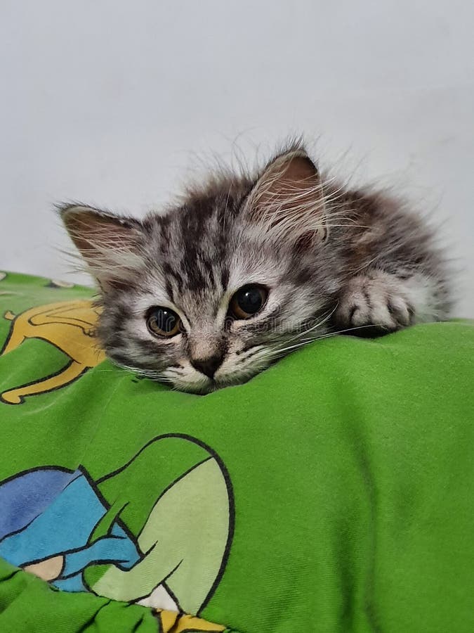 Hachi Cat Stock Photos - Free & Royalty-Free Stock Photos from Dreamstime