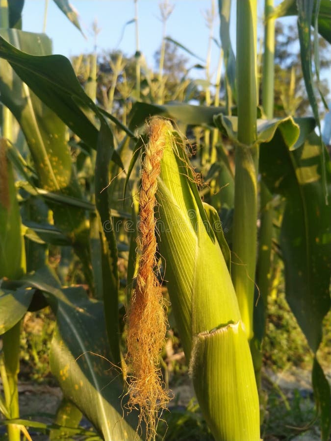 So Cute Hair Corn ðŸŒ½ in Kam Tin Farm Yuen Long Hongkong Stock Image ...