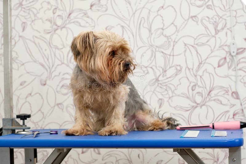 Cute Hairy Yorkshire Terrier on the Table before Grooming Stock Photo ...