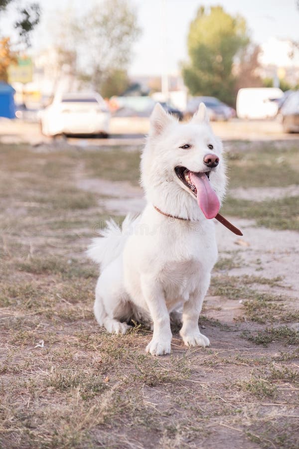 Cute Half-breed Samoyed Dog on a Walk in Summer Day at Park Stock Image ...