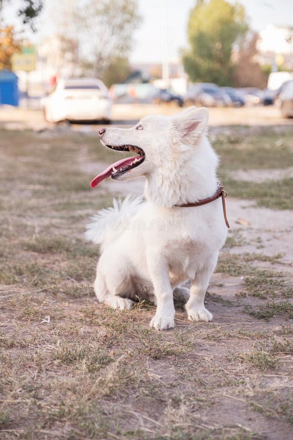 Cute Half-breed Samoyed Dog on a Walk in Summer Day at Park Stock Photo ...