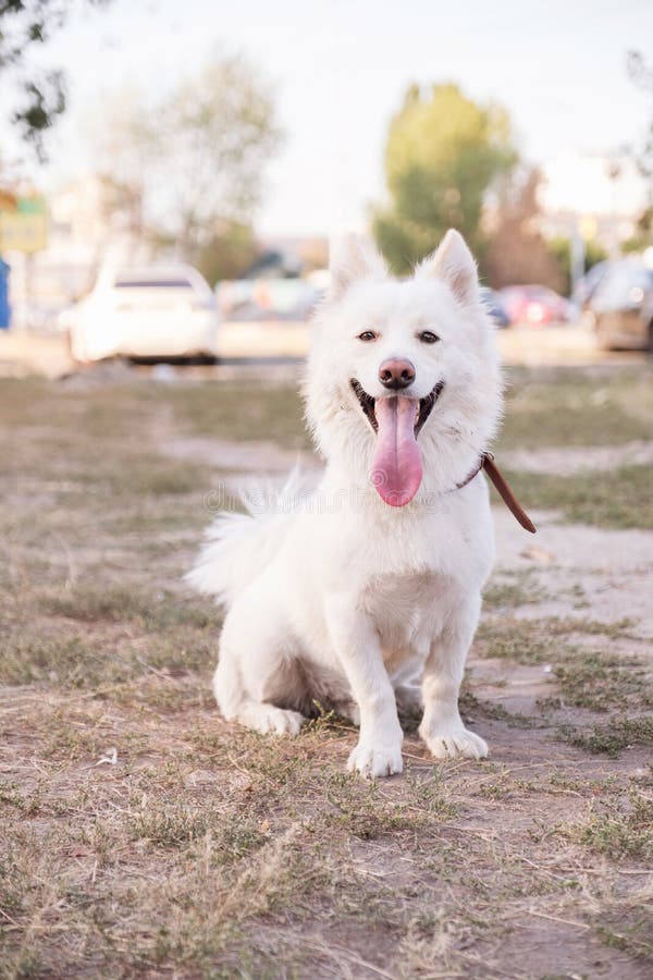Cute Half-breed Samoyed Dog on a Walk in Summer Day at Park Stock Image ...