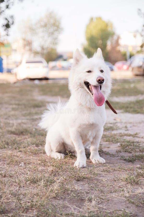 Cute Half-breed Samoyed Dog on a Walk in Summer Day at Park Stock Photo ...