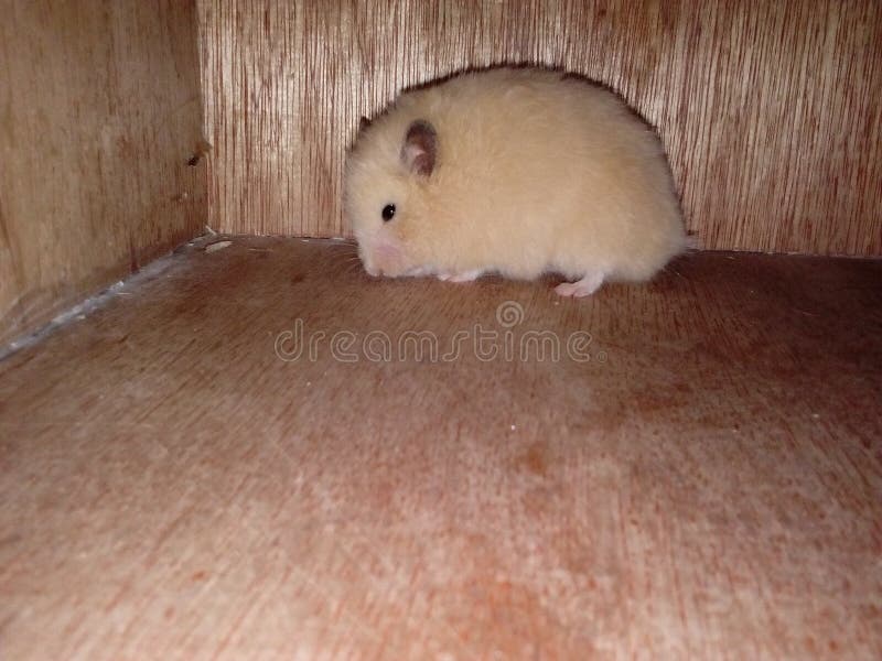 Cute hammy stock photo. Image of view, cute, brown, chubby - 107237400