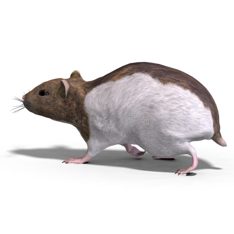 Hamster Clipart Stock Illustrations – 3,015 Hamster Clipart Stock ...