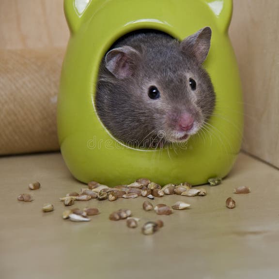 Cute hamster stock image. Image of rodent, hamster, square - 38436545