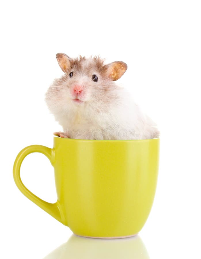 15,117 Cute Hamster Photos - Free & Royalty-Free Stock Photos from ...