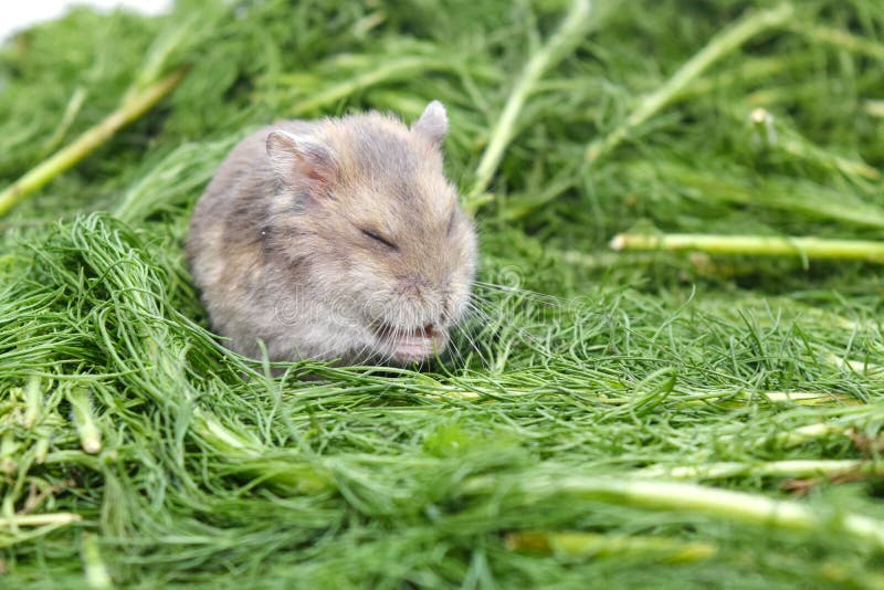 Hamster on the grass stock photo. Image of happiness - 24803712