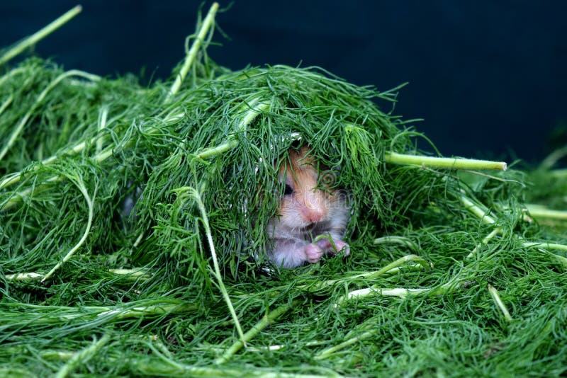 Cute Hamster on Green Grass Closeup Stock Photo - Image of rodent ...