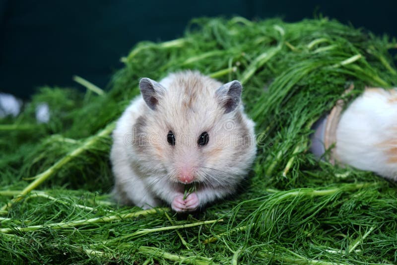 Cute Hamster on Green Grass Closeup Stock Photo - Image of soft ...