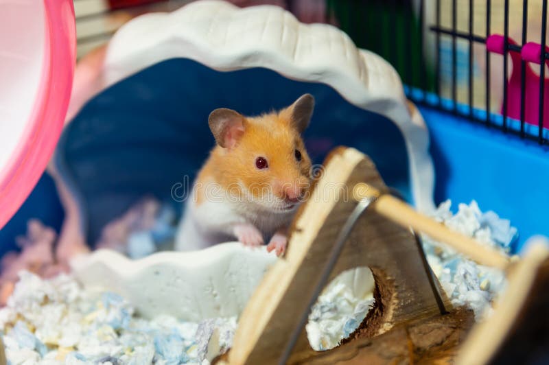 Cute hamster in it nest stock image. Image of brown - 160440813