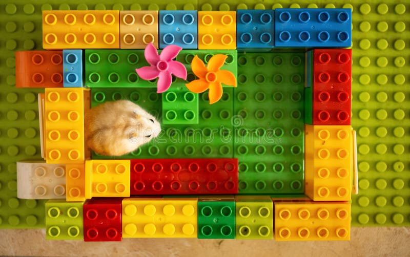 Hamster Blocks Stock Photos - Free & Royalty-Free Stock Photos from ...