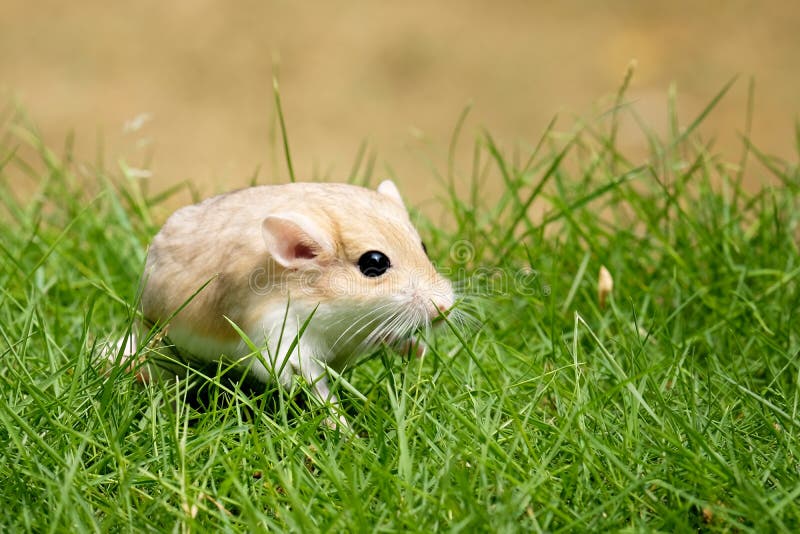 A Cute Hamster is Playing on the Green Grass Stock Photo - Image of ...