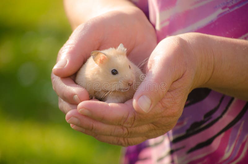 A Cute Hamster in Safe Hands Stock Image - Image of pleasant, overjoyed ...