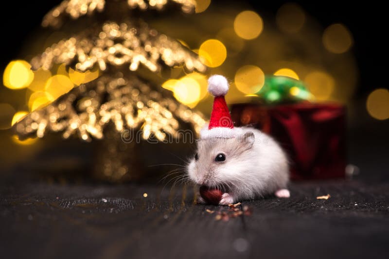Cute Hamster with Santa Hat on Bsckground with Christmas Lights. Stock ...