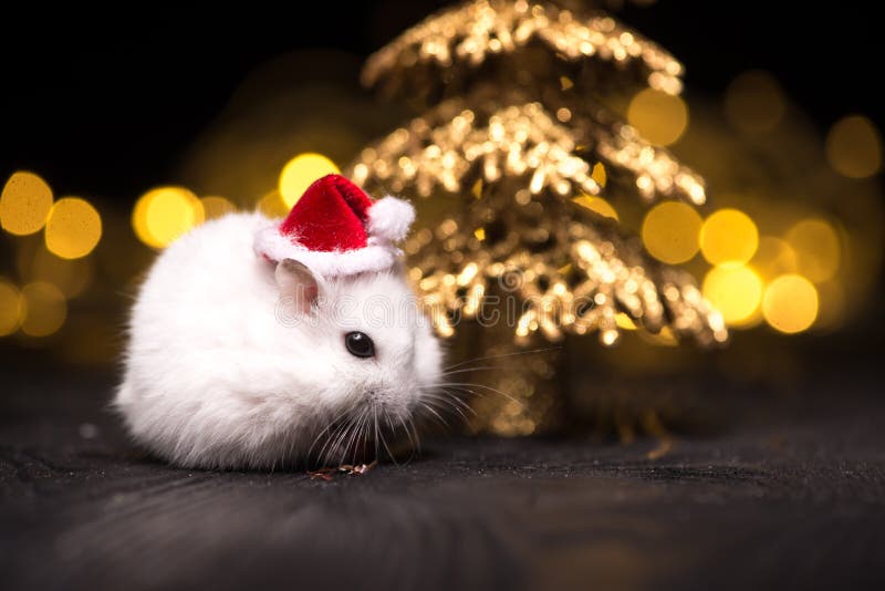 Cute Hamster with Santa Hat on Bsckground with Christmas Lights. Stock ...