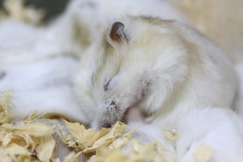 Cute hamsters stock photo. Image of warm, rural, white - 184133366