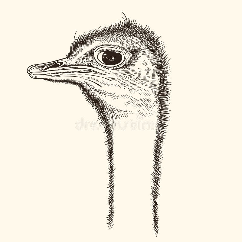 Cute Hand Drawn Head of Ostrich Stock Vector - Illustration of ostrich ...