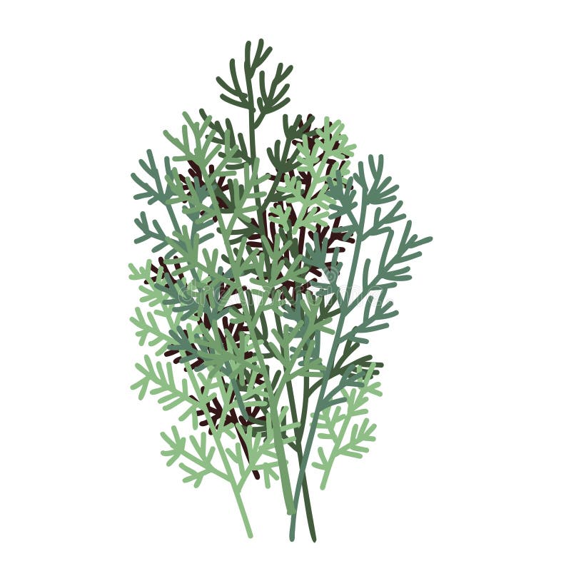 Cute Hand Drawn Illustraton of Dill Stock Vector - Illustration of ...