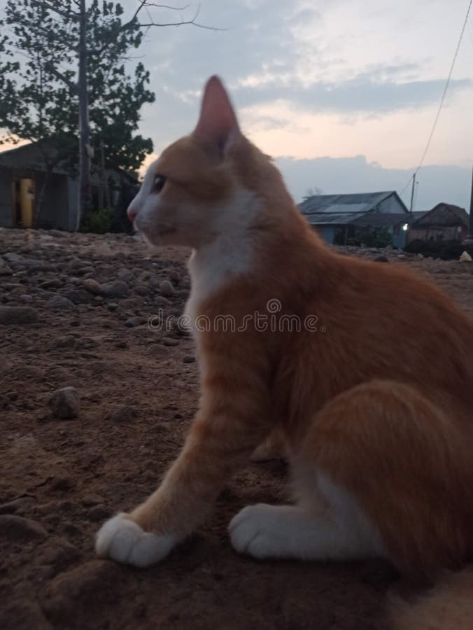 Cute and Handsome Orange Cat Stock Photo - Image of fighter, handsome ...