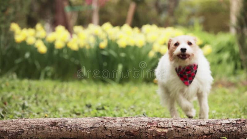 Cute Happy Active Pet Dog Running and Jumping Stock Video - Video of ...