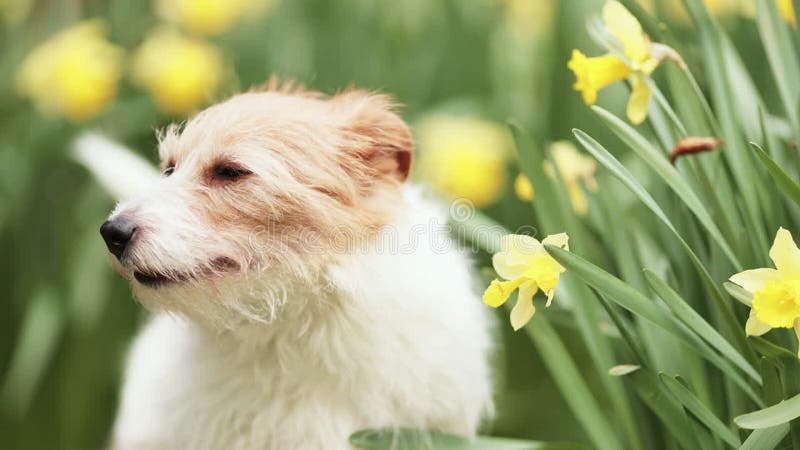 The Pig is Wagging Its Tail and Eating Hay Stock Footage - Video of ...