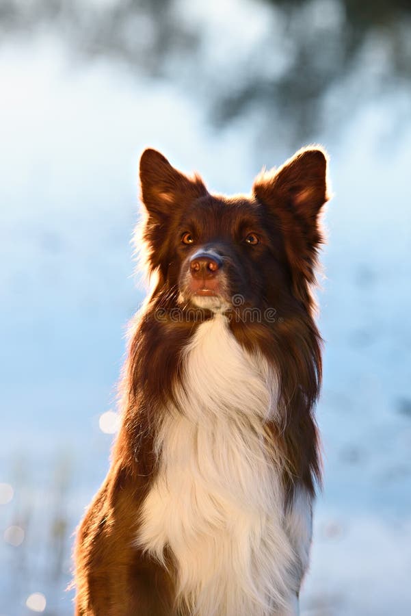 Cute Happy Dog Makes a Funny Pose Stock Image - Image of horizontal ...
